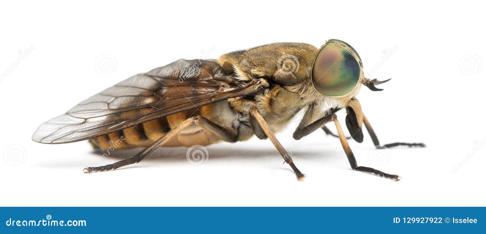 Gadfly, Tabanus Bovinus On The Human Skin Royalty-Free Stock Image ...