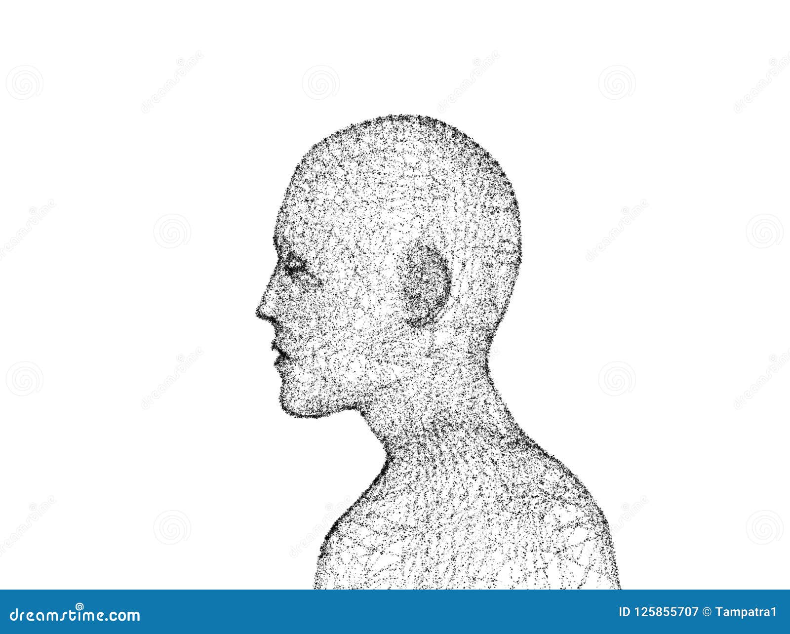 Side View of Human Body. Model Isolated on White Background, Art Stock ...