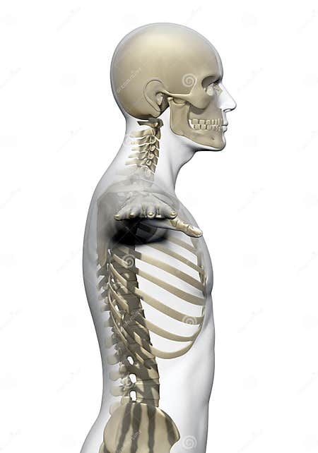 Side View of Human Body and Skeleton Stock Illustration - Illustration ...