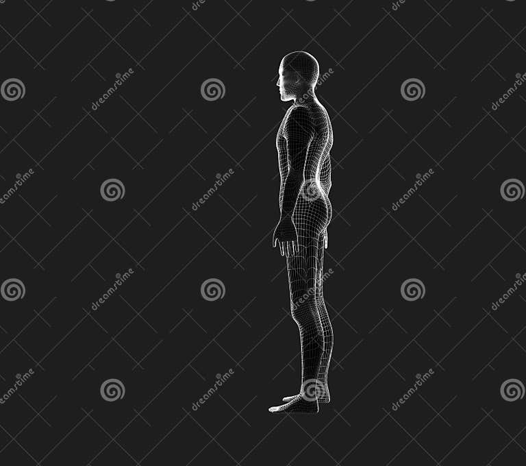 Side View of Human Body. Wireframe Model on Black, Artificial Stock ...