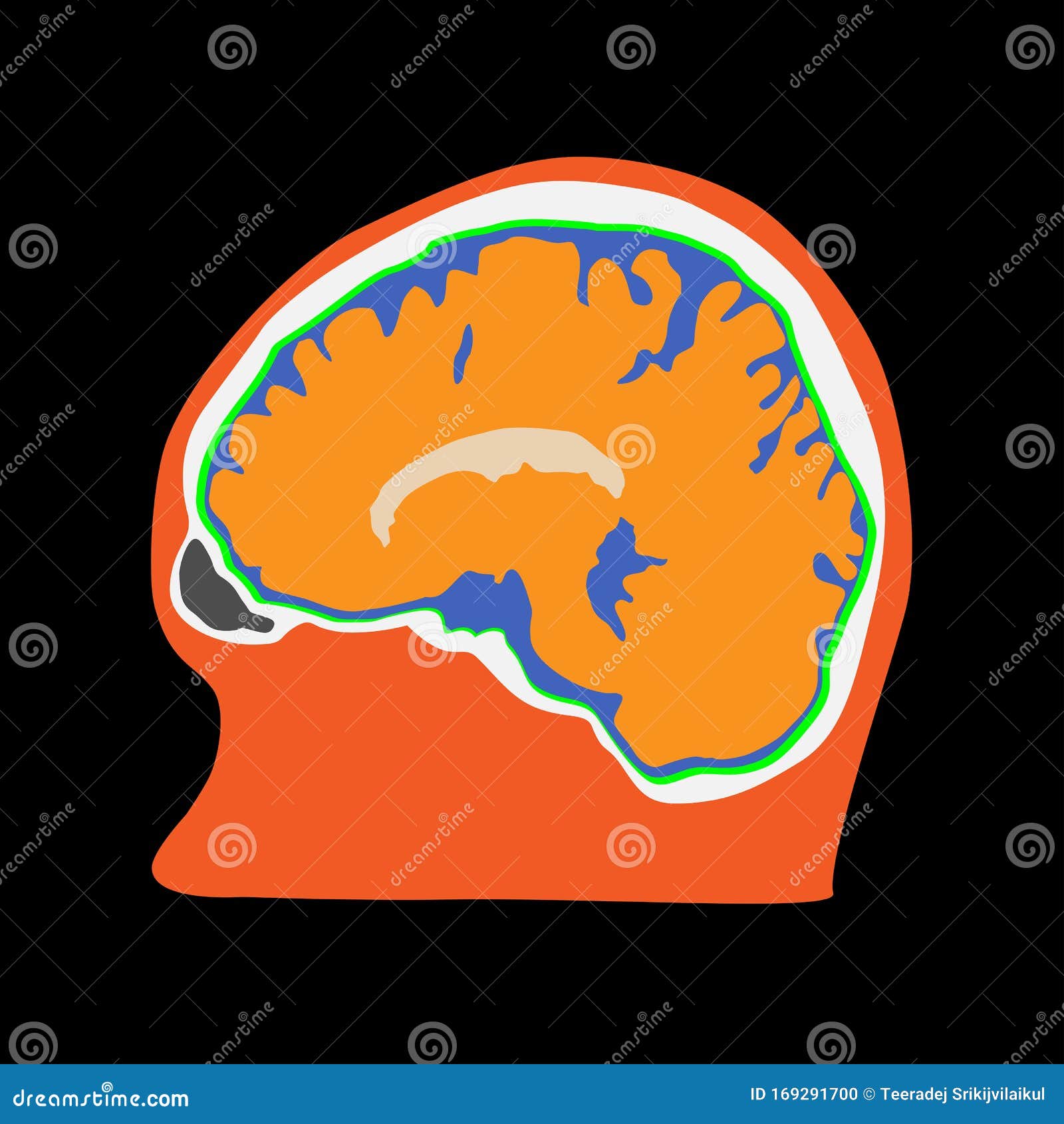 Side View of Human Brain Illustration Stock Vector - Illustration of ...