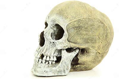 Side View of Human Skull stock photo. Image of skull - 24433636