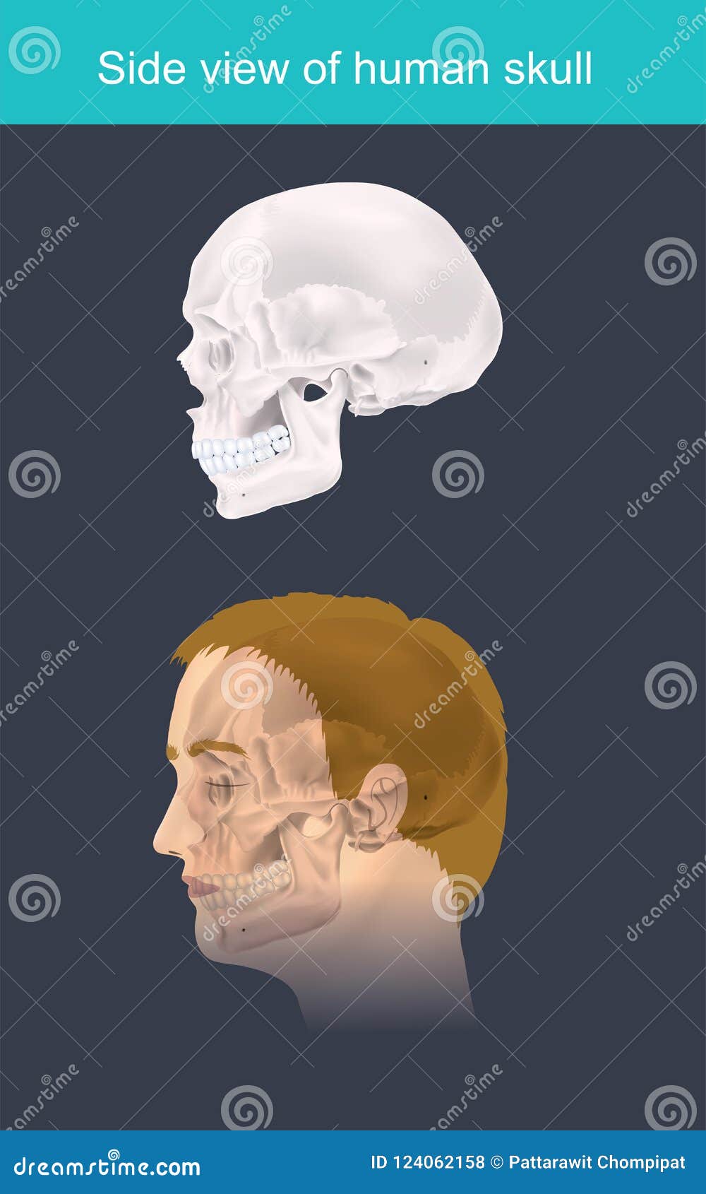 Side view of human skull. stock vector. Illustration of evolution ...
