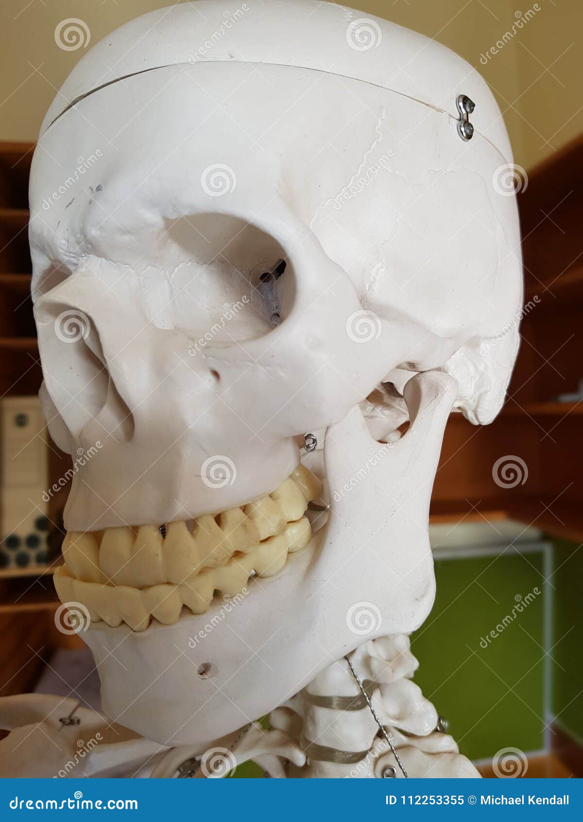 Side skull stock image. Image of view, model, skull - 112253355