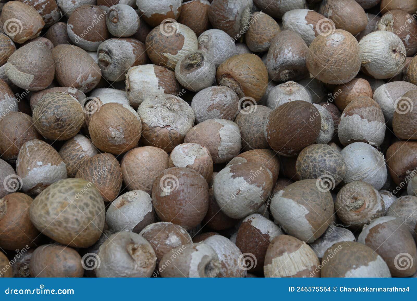 Side View of Husk Removed Areca Nuts or Betel Nuts Stock Photo - Image ...