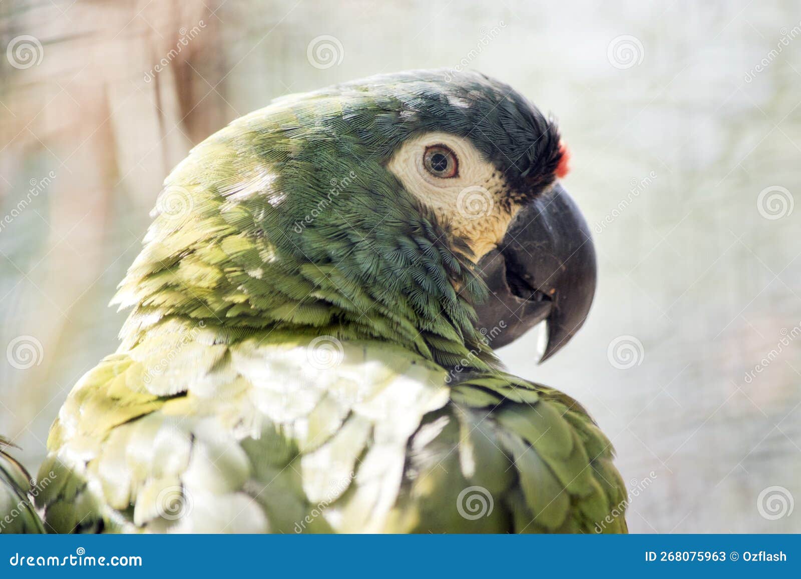 This is a Side View of an Illiger S Macaw Stock Image - Image of ...
