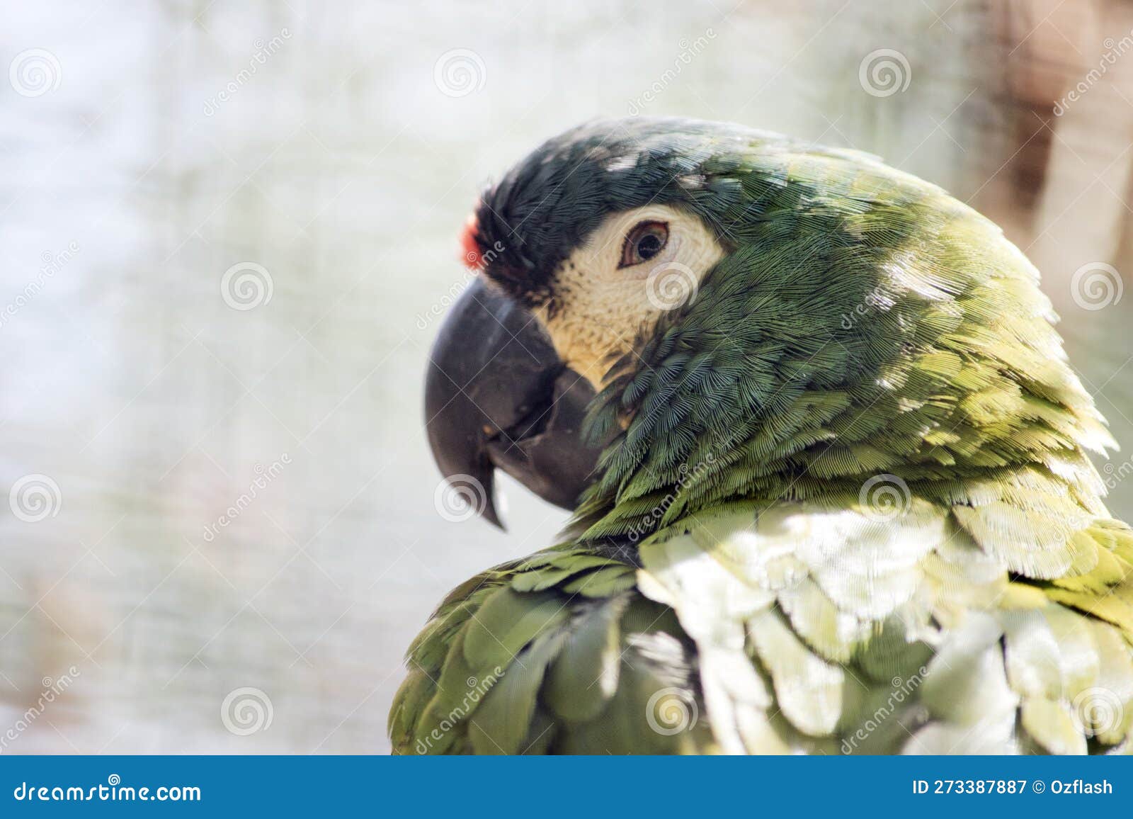 This is a Side View of an Illiger S Macaw Stock Image - Image of view ...