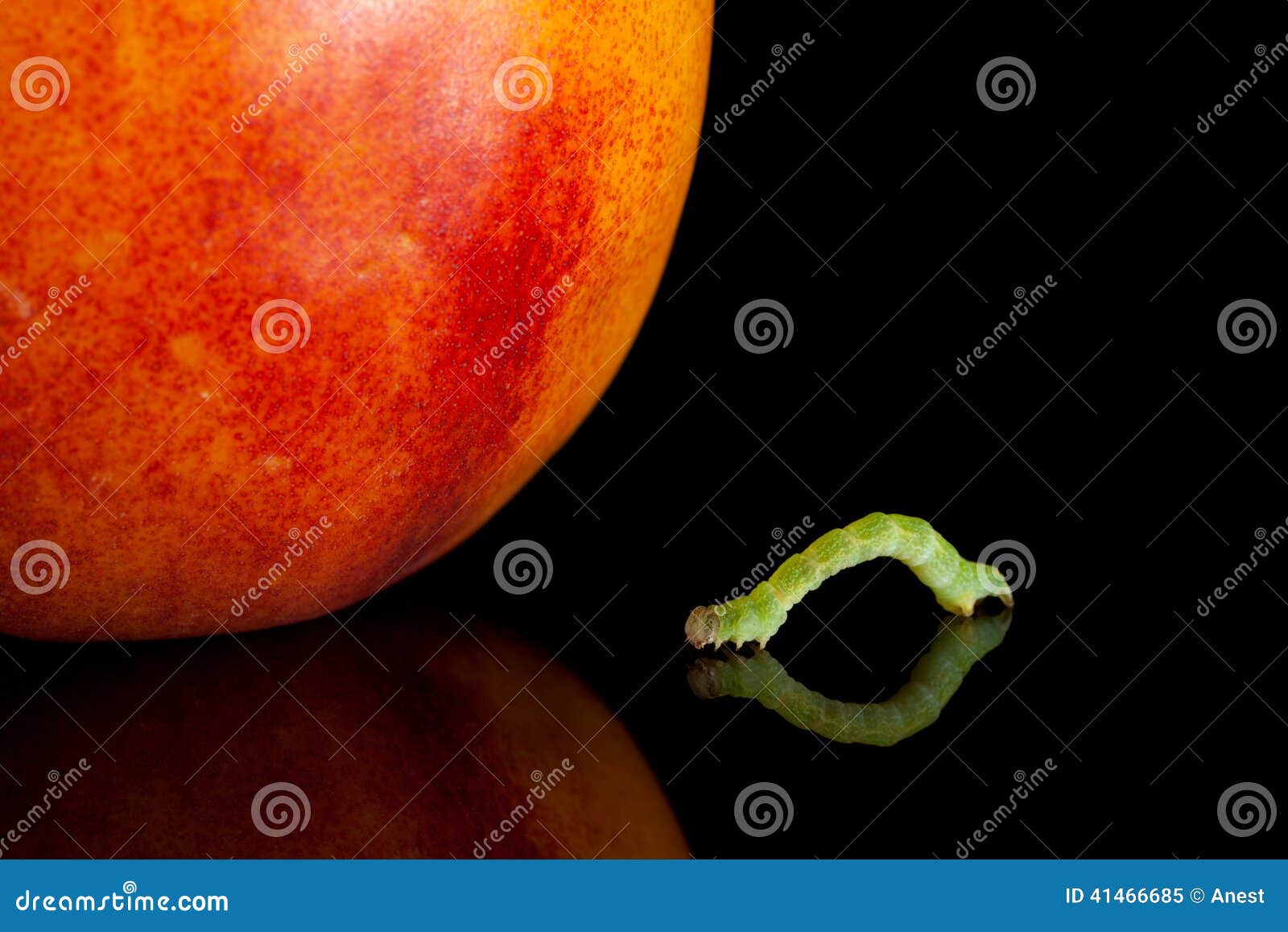 Side View of Inchworm Moving To Peach Stock Image - Image of black ...