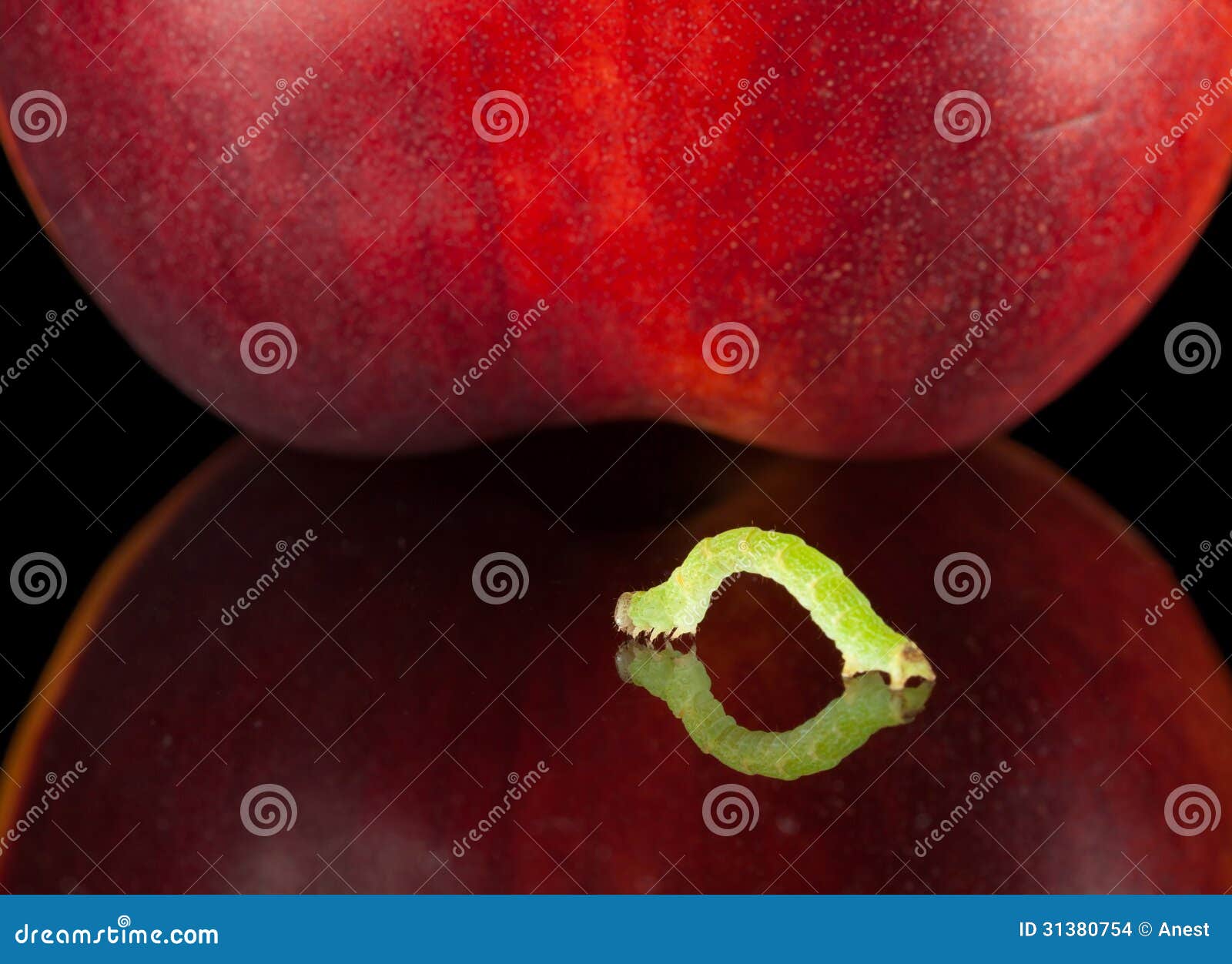 Side View of Inchworm Moving To Peach Stock Photo - Image of object ...