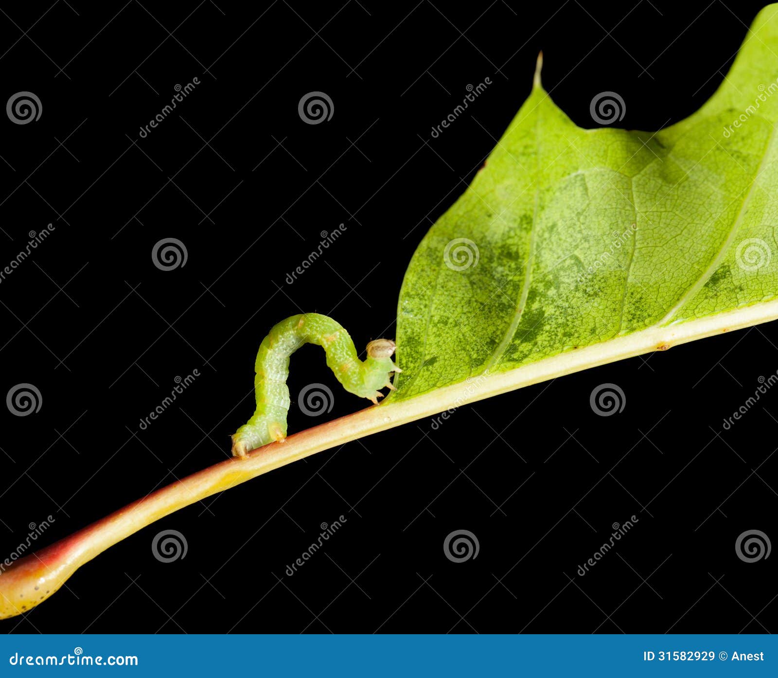 Side View of Inchworm on Oak Leaf Stock Image - Image of isolated ...