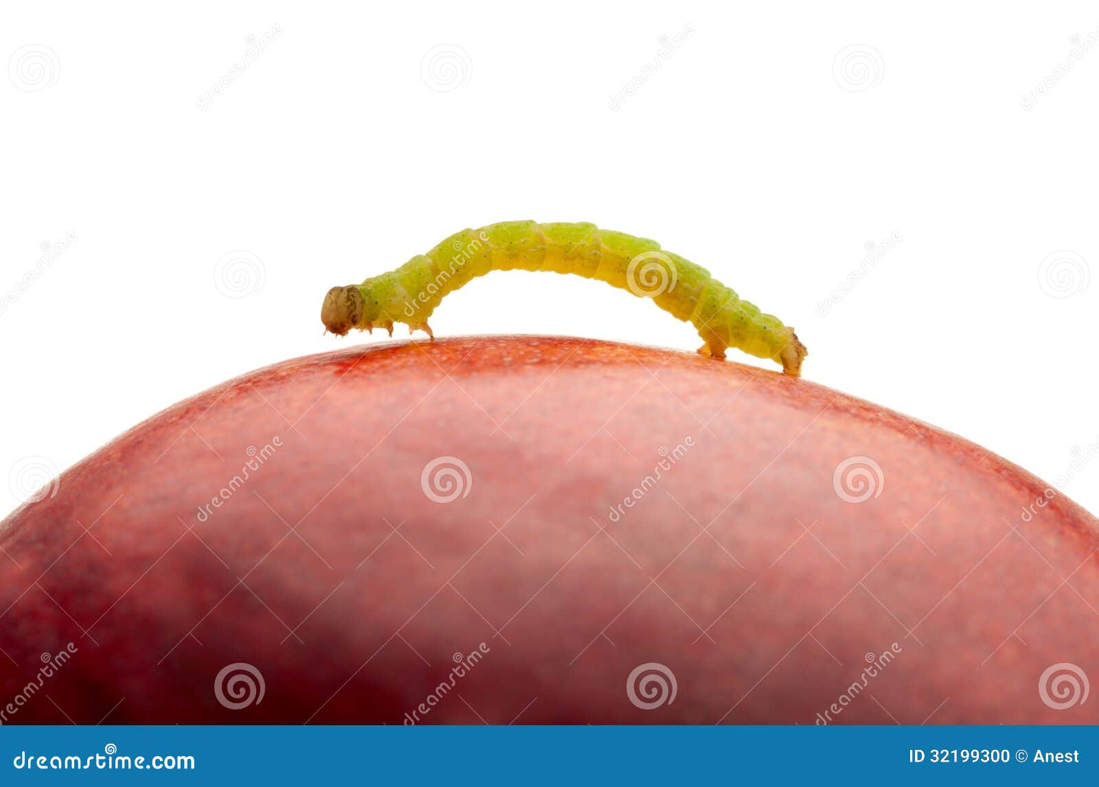 Side View of Inchworm on Peach Stock Photo - Image of looper, green ...