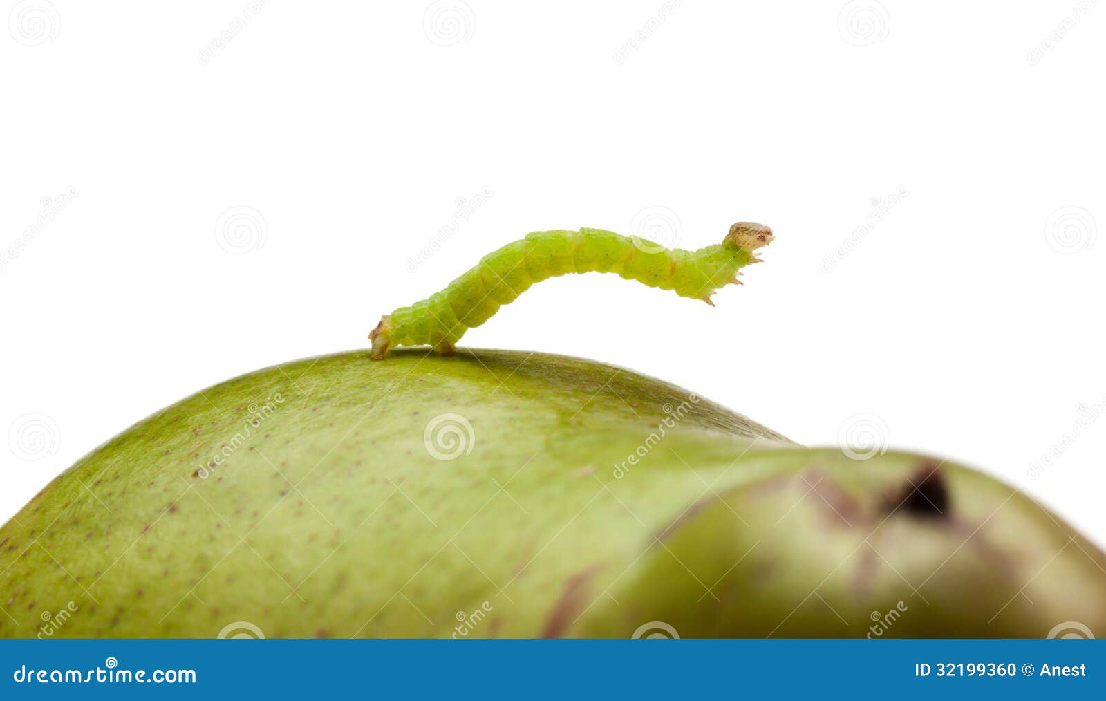 Side View of Inchworm on Pear Stock Photo - Image of larva, macro: 32199360