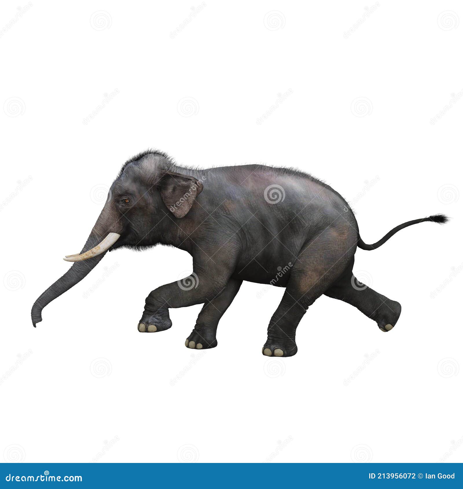 Side View of Indian Elephant Running. 3D Illustration Stock Photo ...