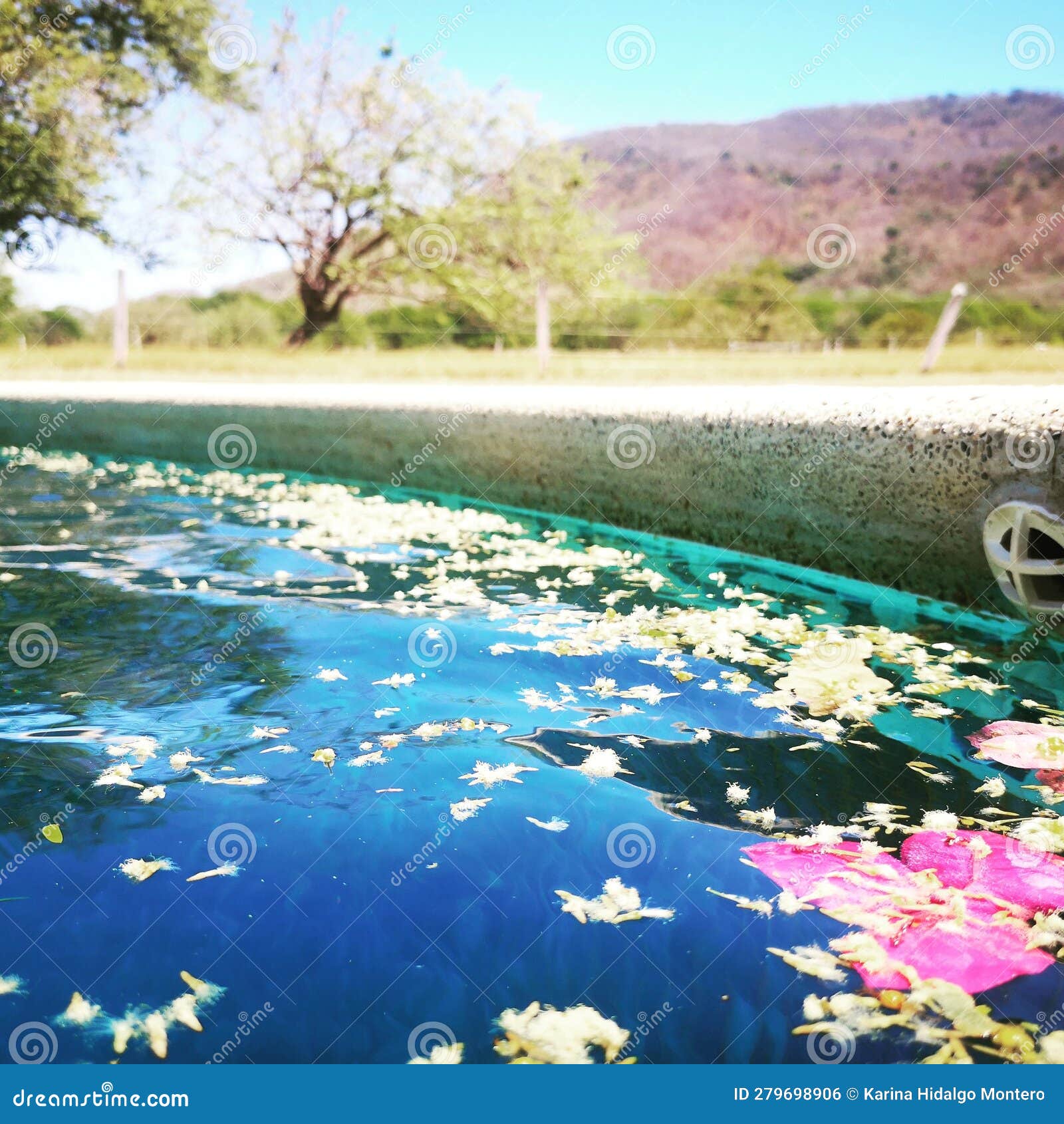 Side View from Inside a Pool with White and Pink Flowers Stock Photo ...