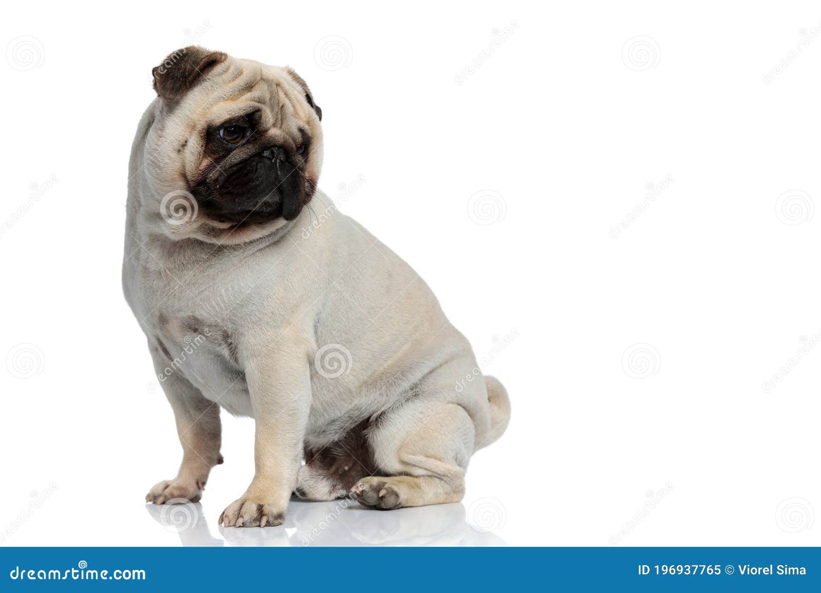 Side View of Interested Pug Puppy Curiously Looking Over Shoulder Stock ...