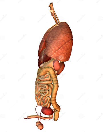 Side View of the Internal Organs Stock Illustration - Illustration of ...