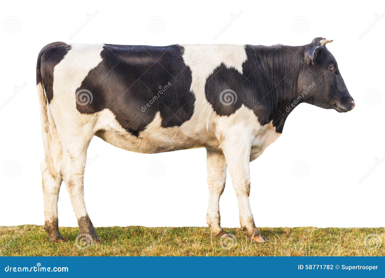 Side View of the Isolated Calf Stock Photo - Image of isolated, animals ...