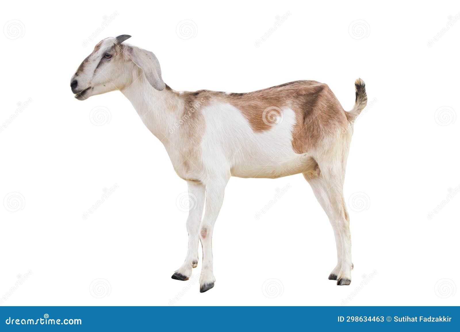 Side View of Isolated White Goat. White and Brown Striped Goat Stock ...