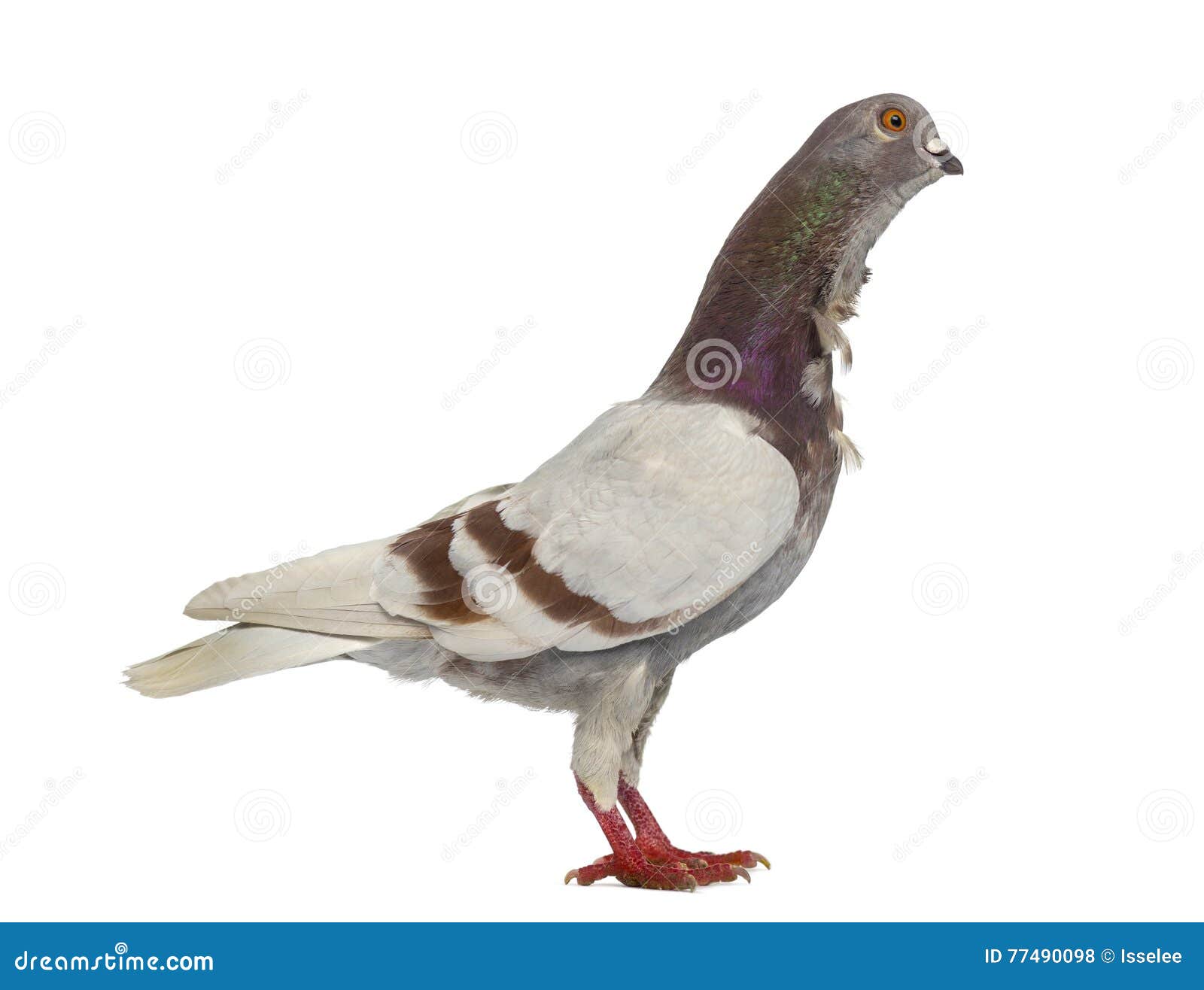 Italian Owl Pigeon