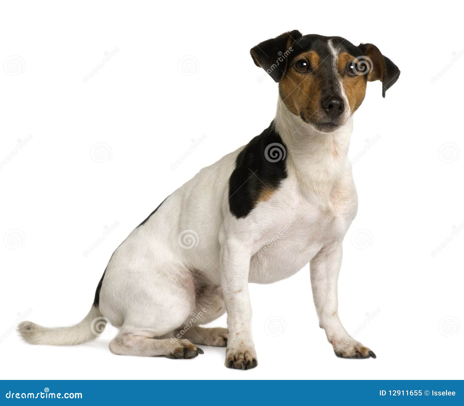 Side View of Jack Russell Terrier, Sitting Stock Image - Image of puppy ...