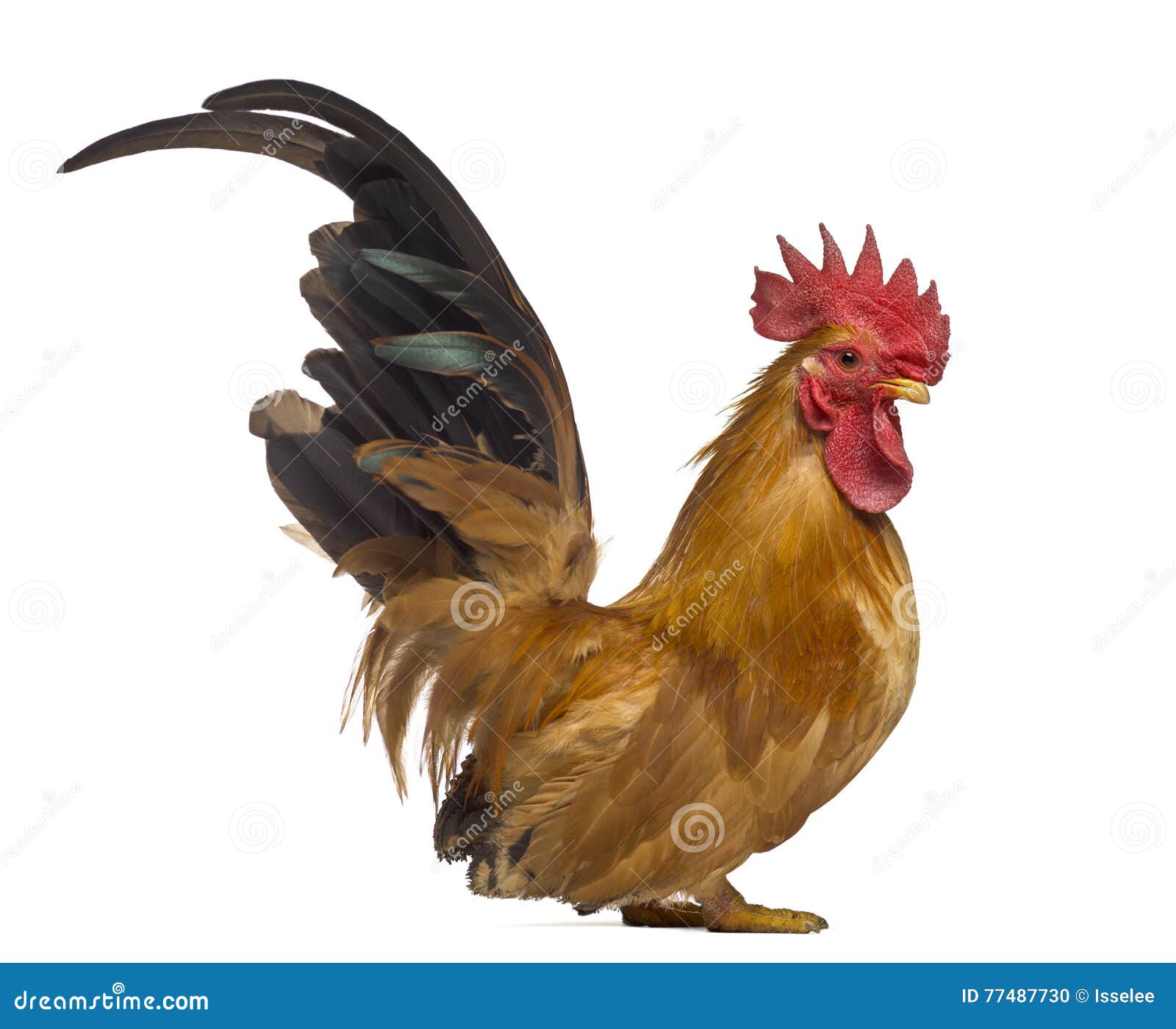 Side View of a Japanese Bantam, Chabo Isoleted on White Stock Photo ...