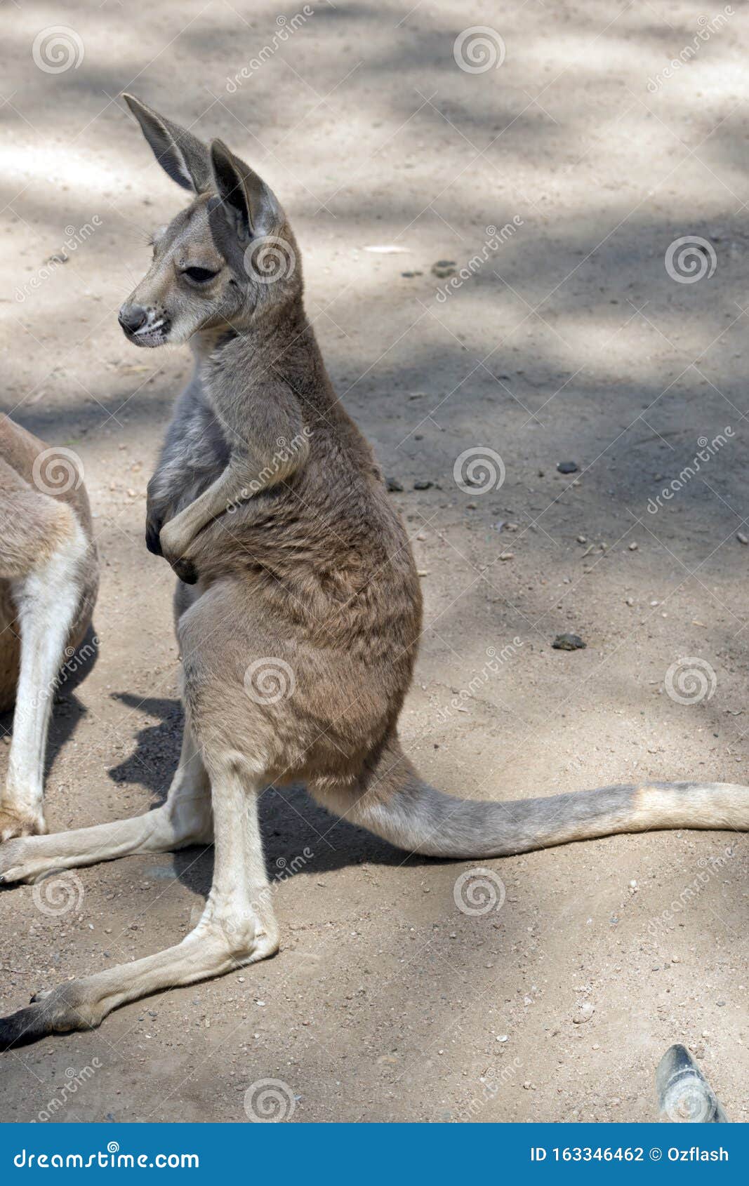 The Joey Red Kangaroo is Standing Up Stock Photo - Image of young, paws ...