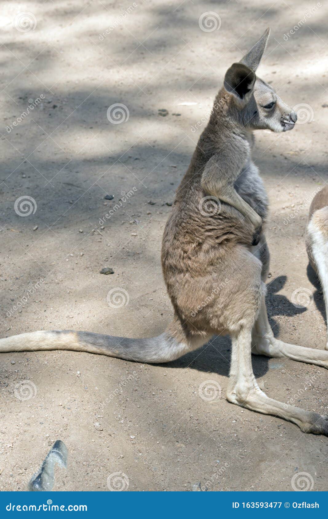 The Joey Red Kangaroo is Standing Up Stock Image - Image of strong ...