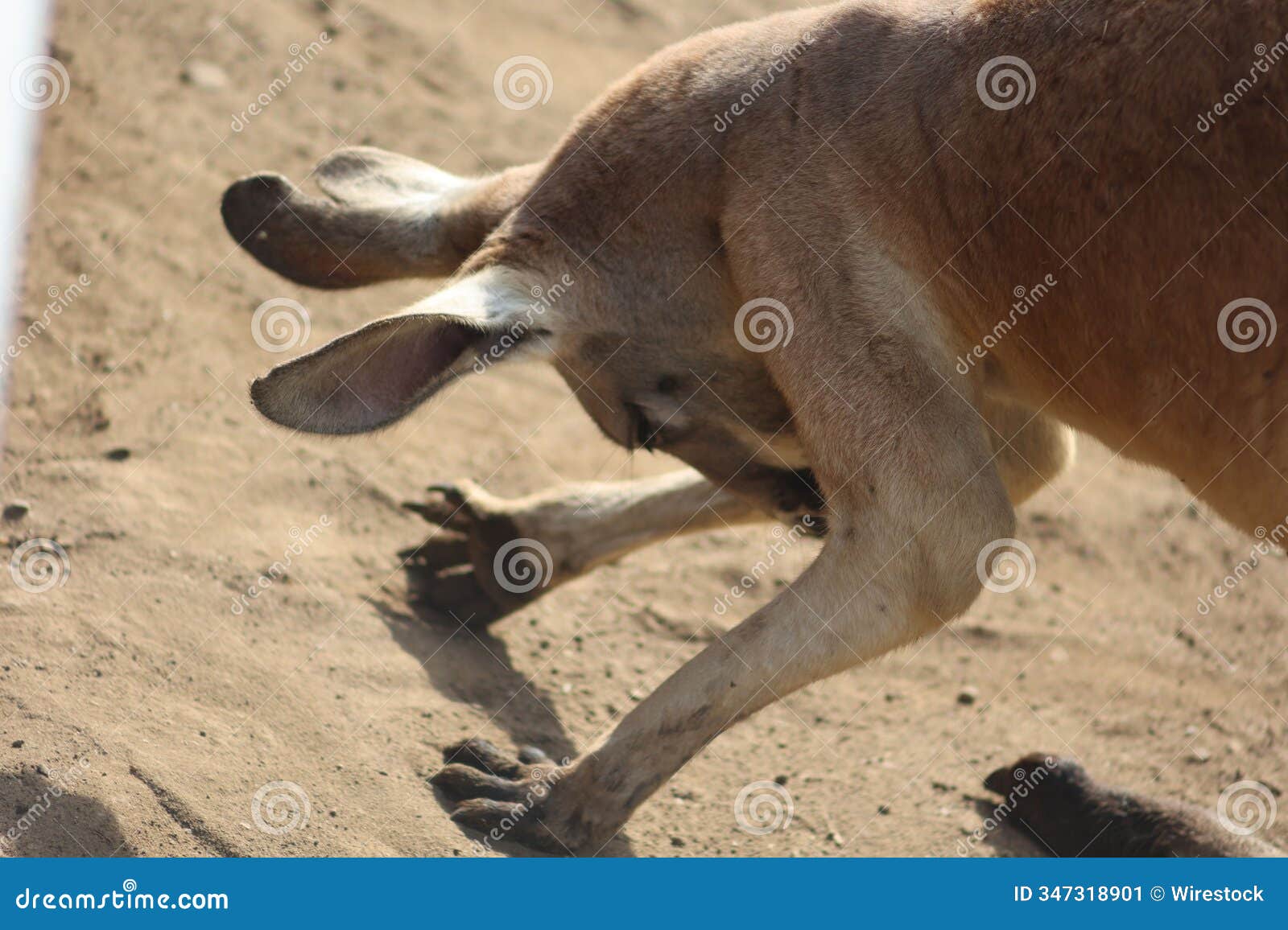 Side View of a Kangaroo Digging in the Sand at Its Zoo Enclosure on a ...