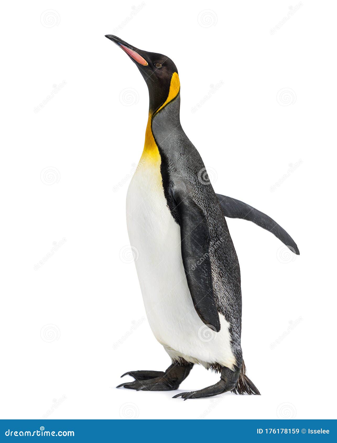 Side View of a King Penguin Walking, Isolated Stock Image - Image of ...