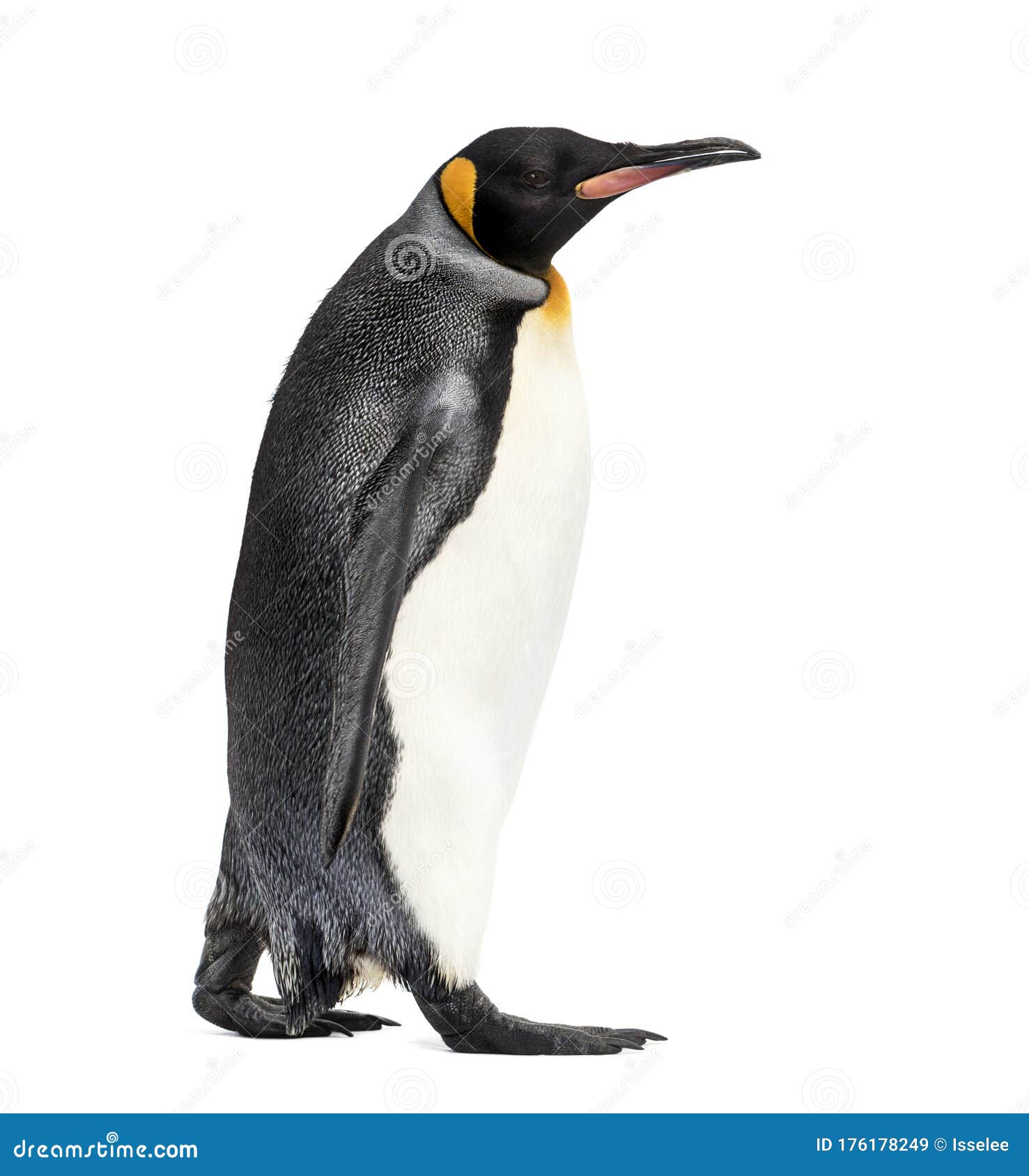 Side View of a King Penguin Walking, Isolated Stock Image - Image of ...