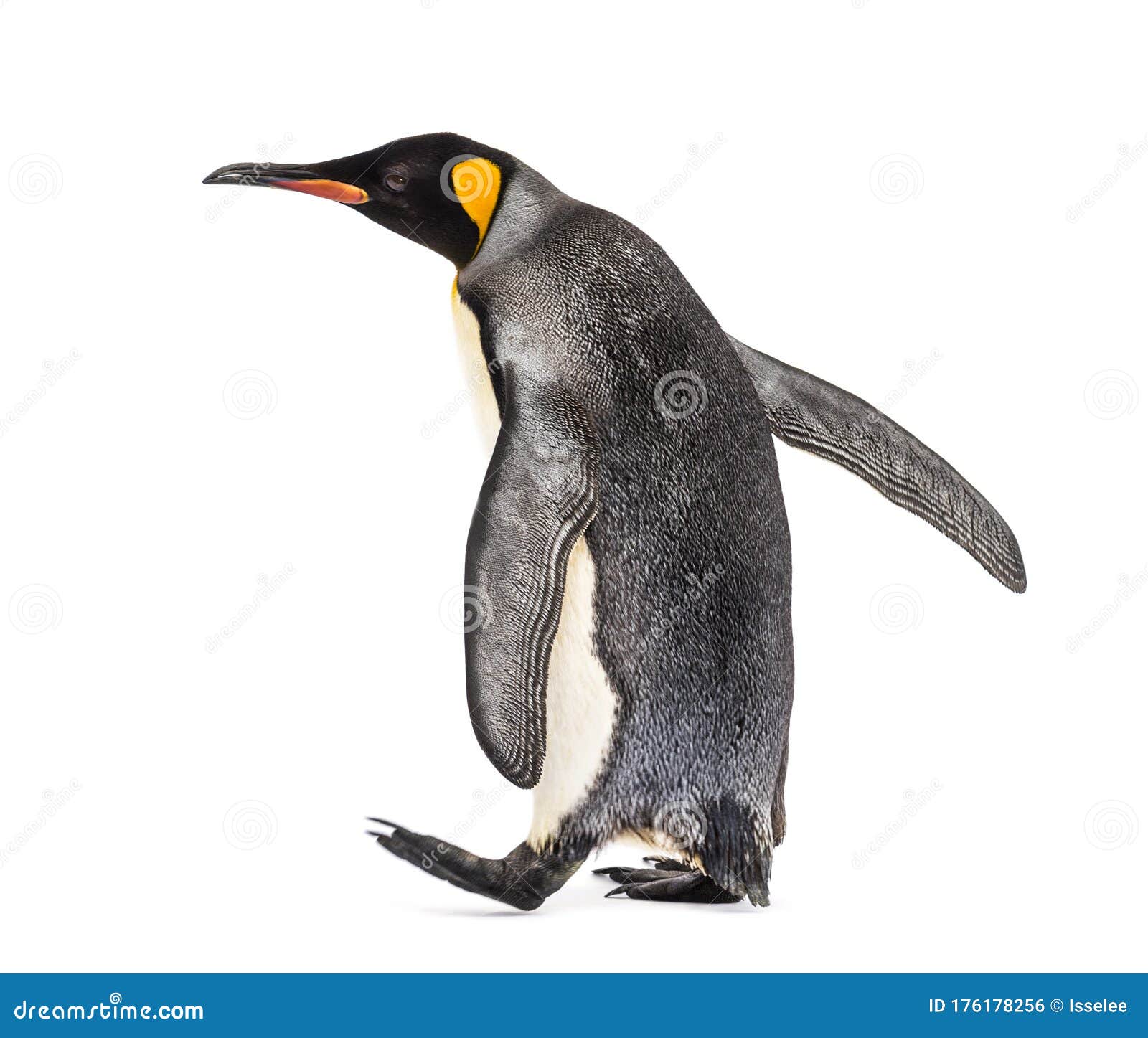 Side View of a King Penguin Walking, Isolated Stock Photo - Image of ...
