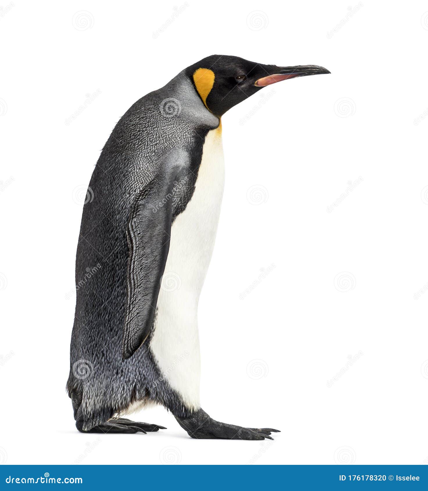 Side View of a King Penguin Walking, Isolated Stock Photo - Image of ...