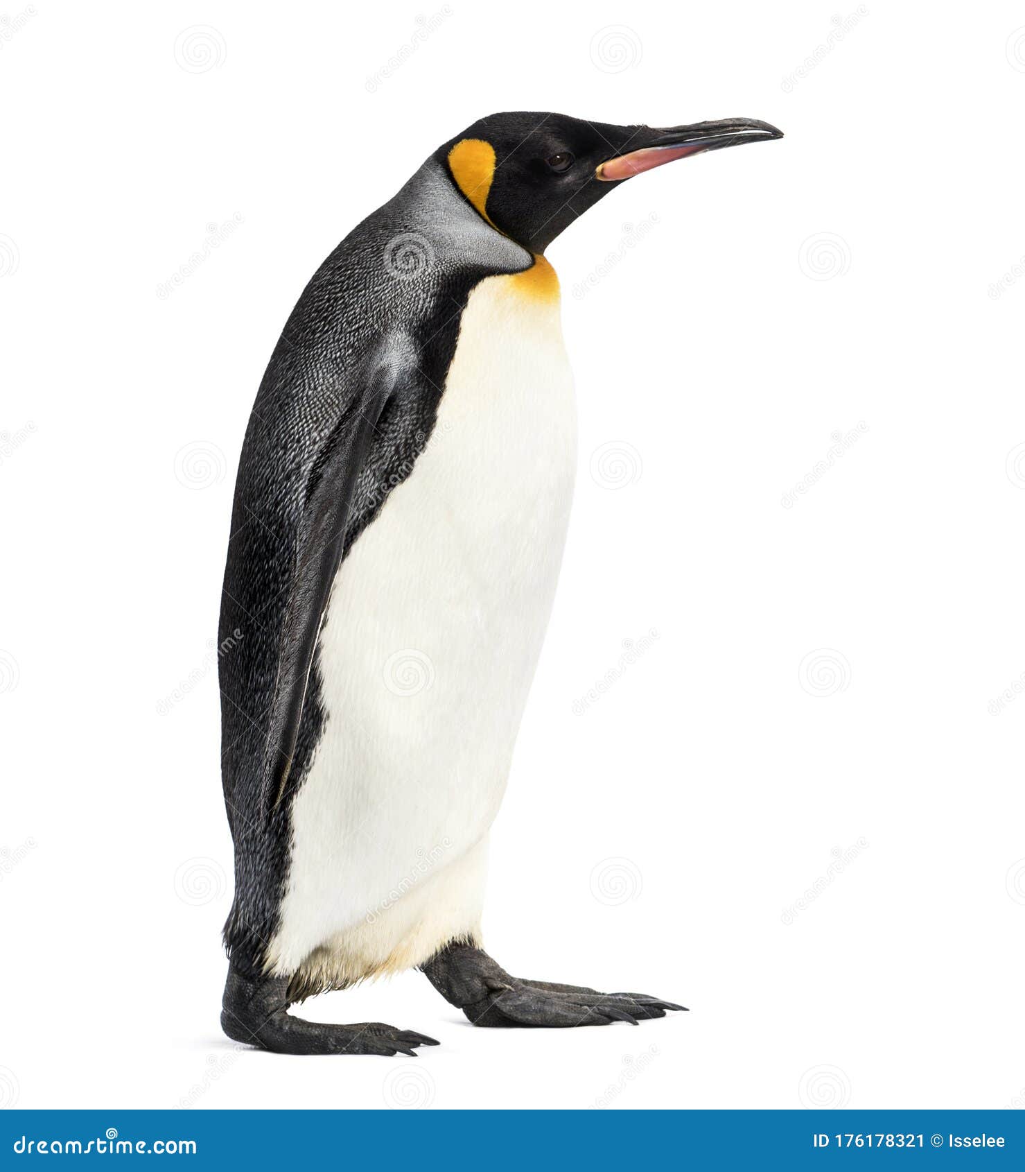 Side View of a King Penguin Walking, Isolated Stock Image - Image of ...