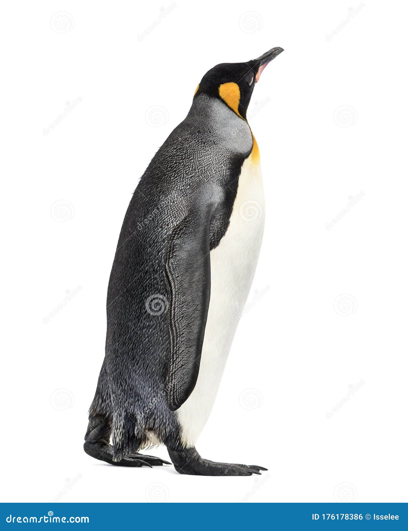 Side View of a King Penguin Walking, Isolated Stock Photo - Image of ...