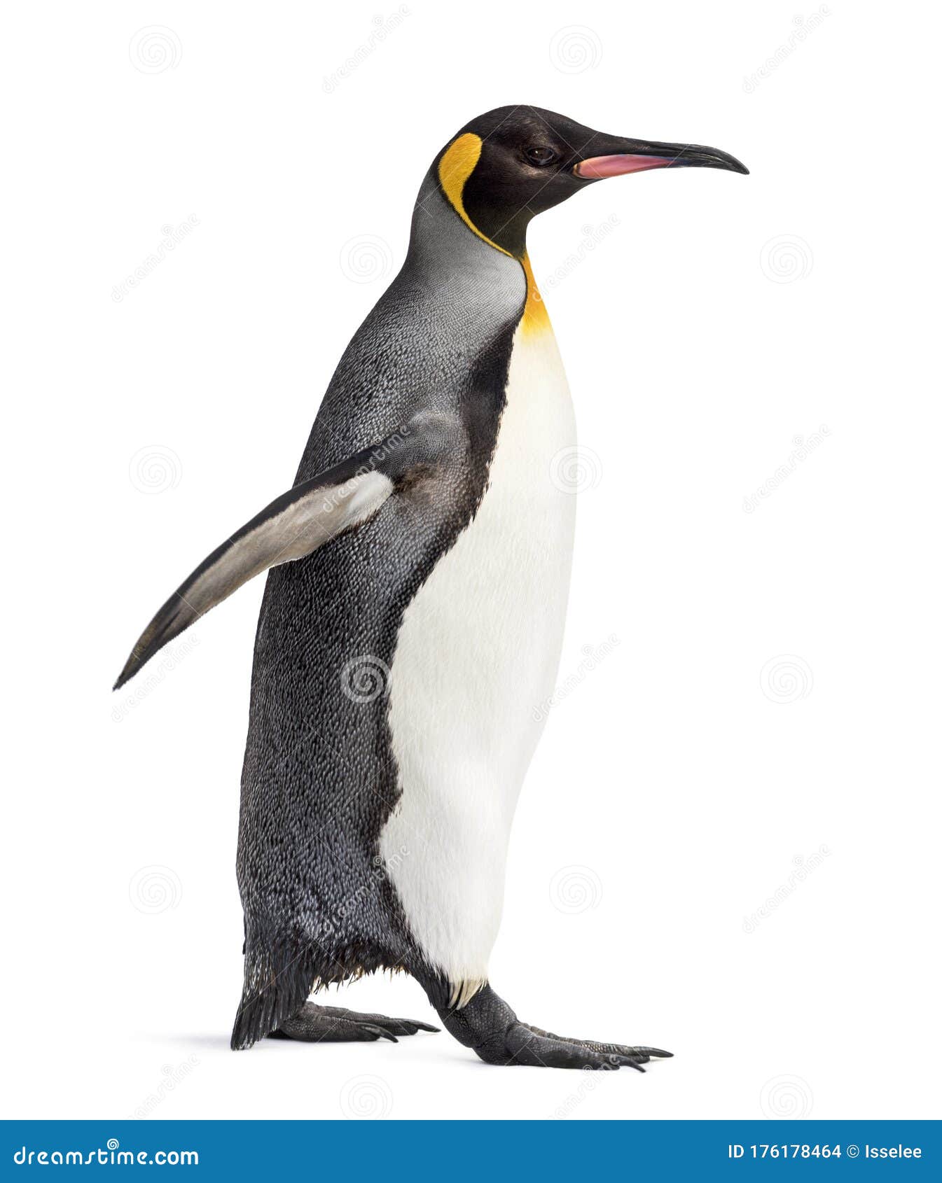 Side View of a King Penguin Walking, Isolated Stock Photo - Image of ...