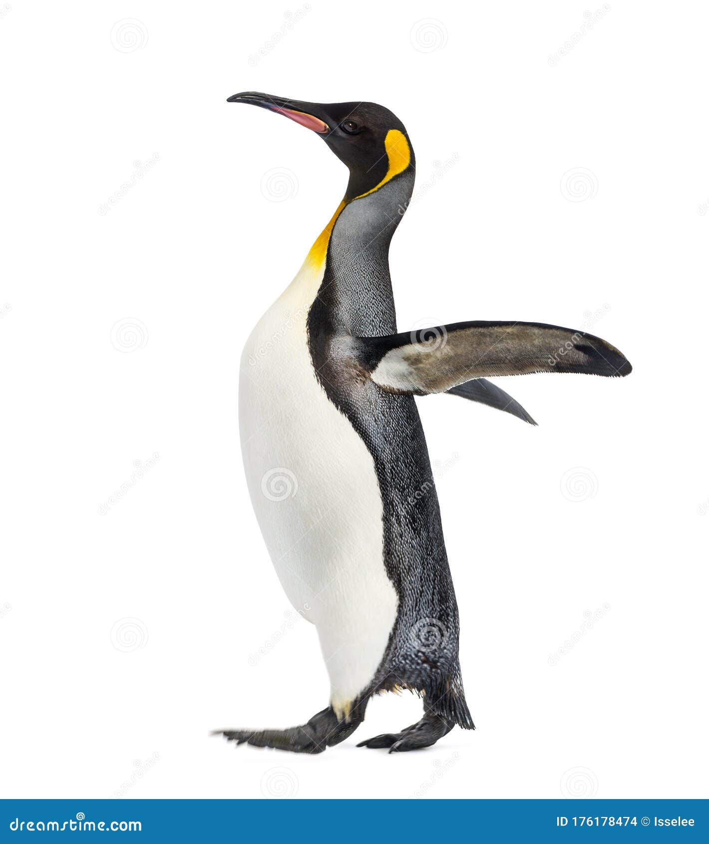 Side View of a King Penguin Walking, Isolated Stock Photo - Image of ...