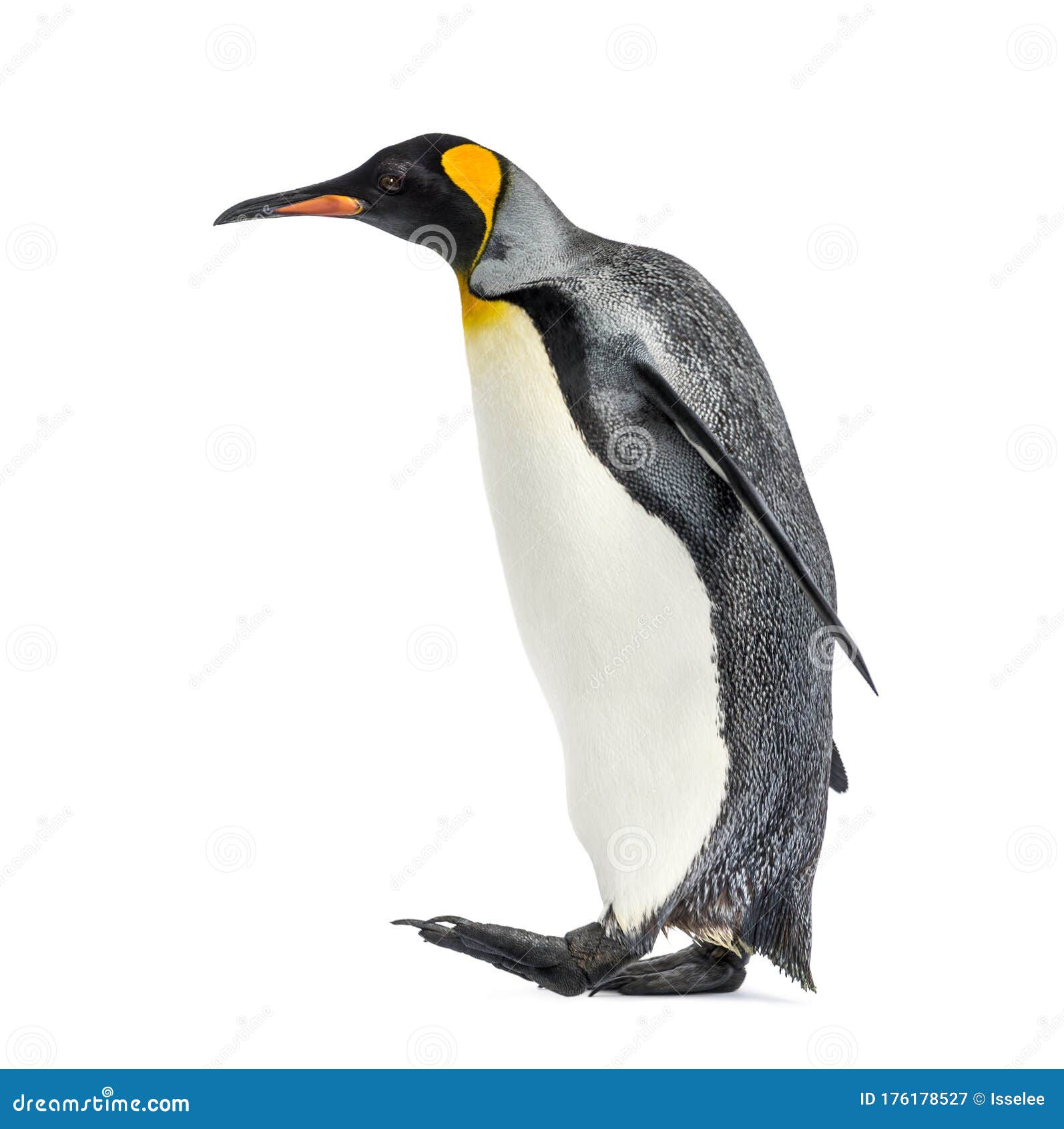 Side View of a King Penguin Walking, Isolated Stock Image - Image of ...