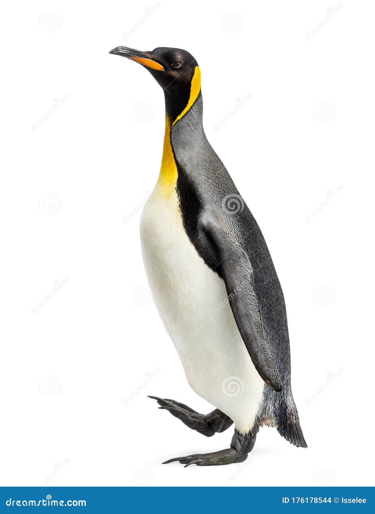 Side View of a King Penguin Walking, Isolated Stock Photo - Image of ...