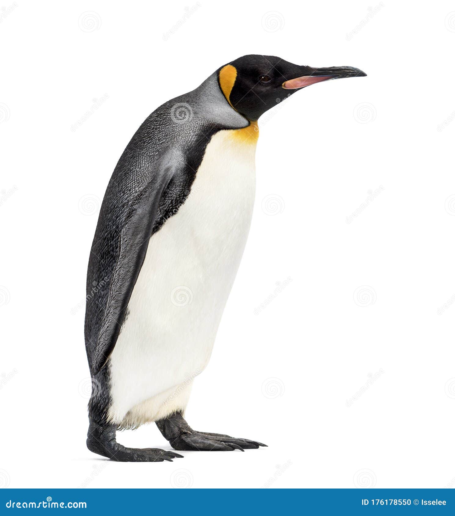 Side View of a King Penguin Walking, Isolated Stock Photo - Image of ...