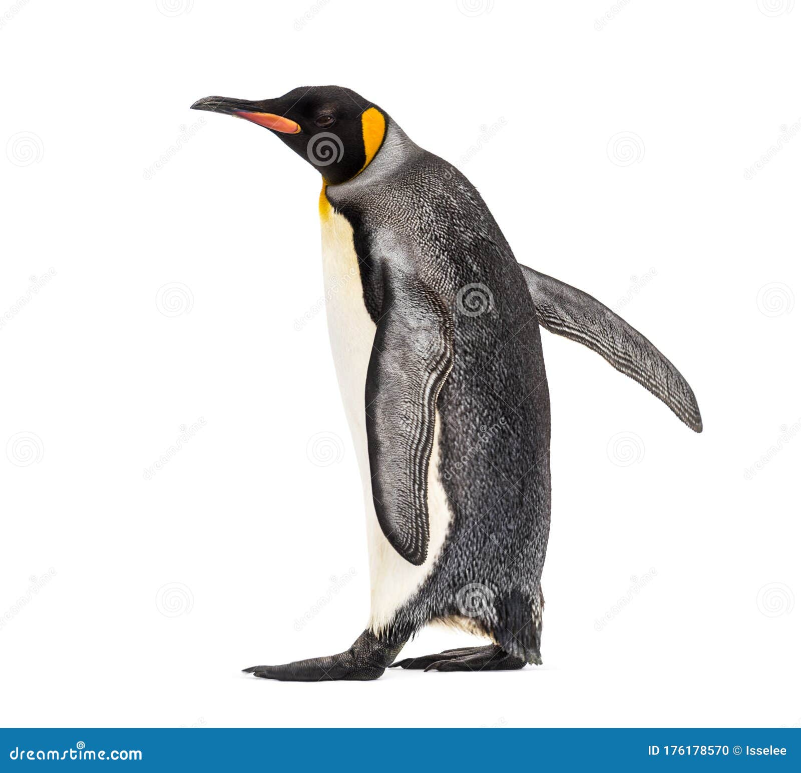 Side View of a King Penguin Walking, Isolated Stock Photo - Image of ...