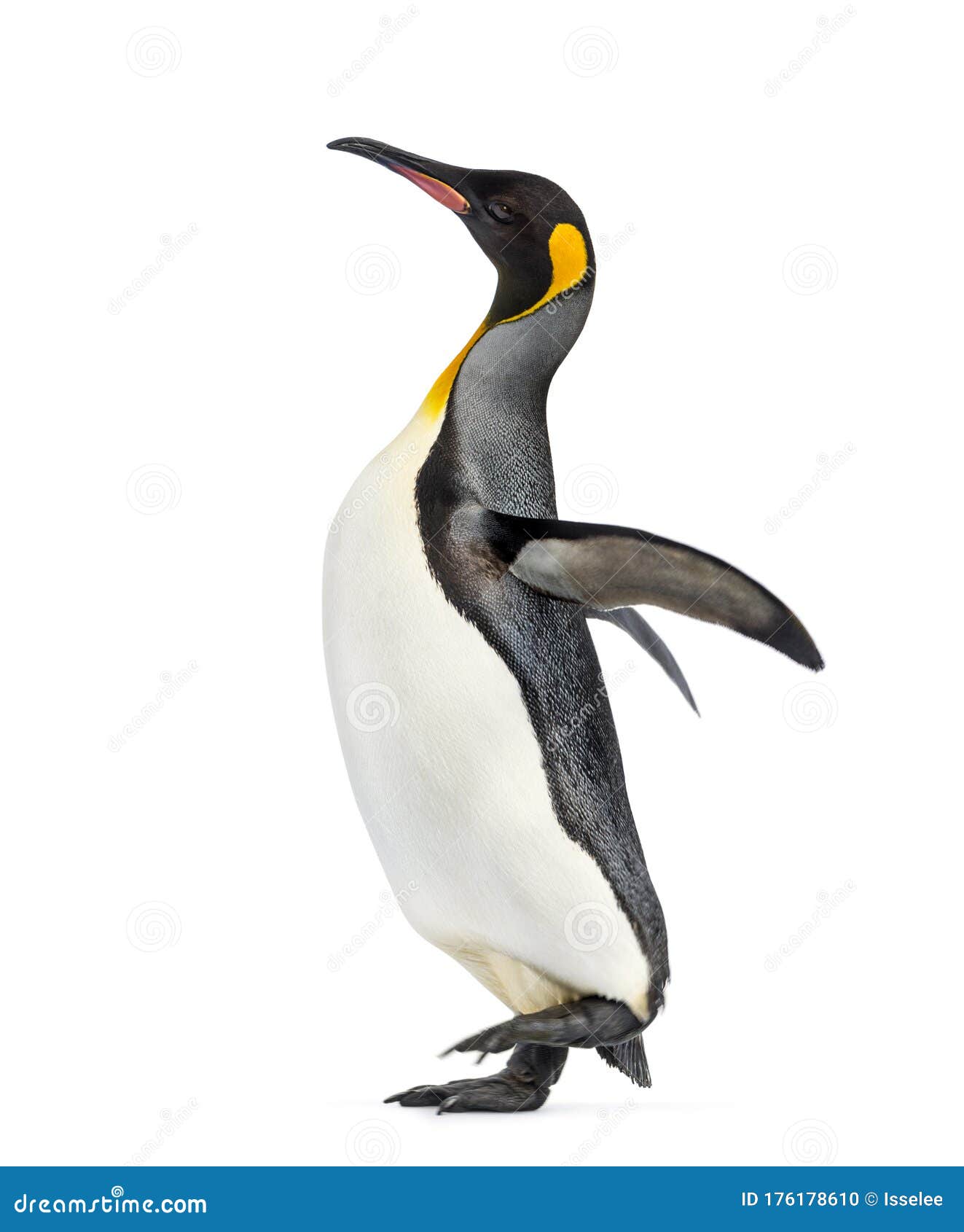 Side View of a King Penguin Walking, Isolated Stock Photo - Image of ...