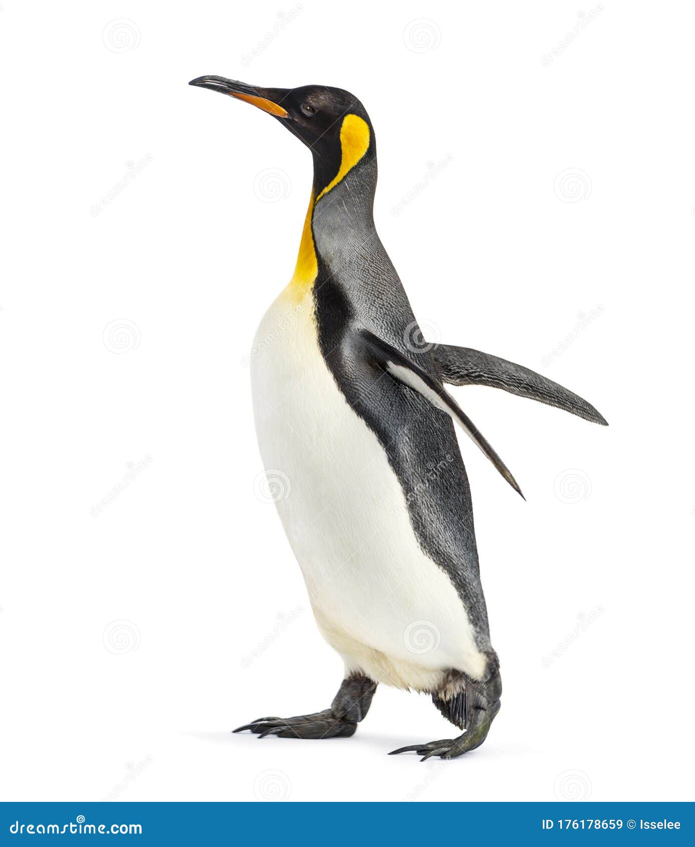 Side View of a King Penguin Walking, Isolated Stock Image - Image of ...