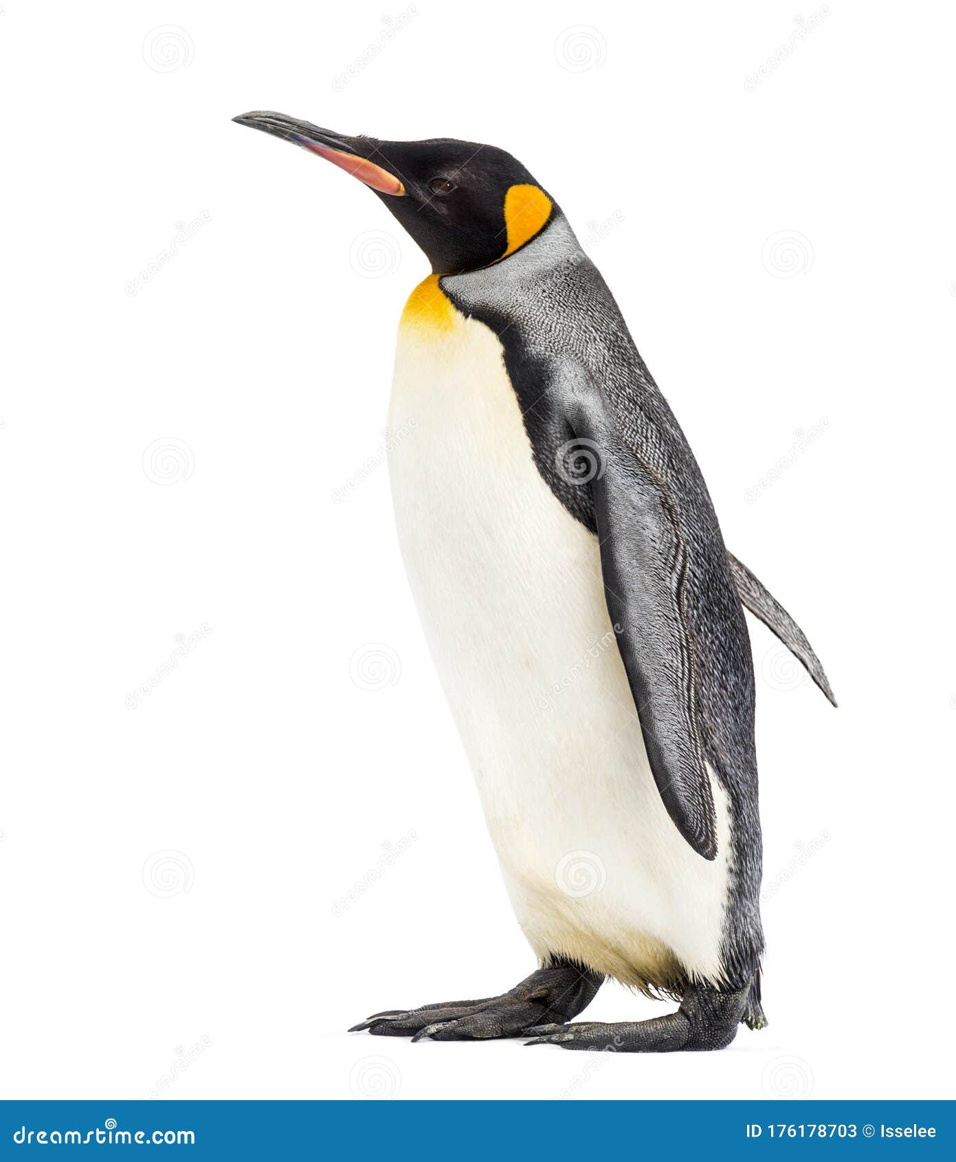 Side View of a King Penguin Walking, Isolated Stock Image - Image of ...