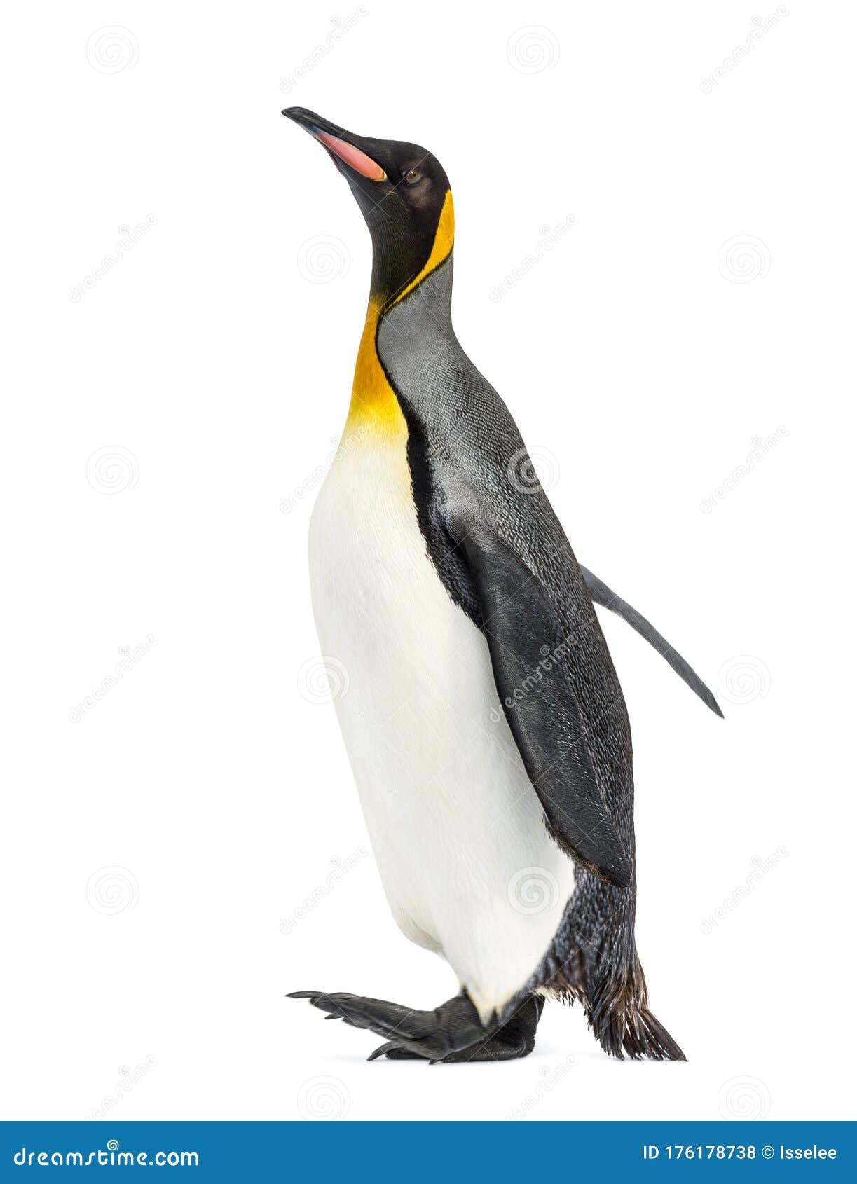 Side View of a King Penguin Walking, Isolated Stock Photo - Image of ...