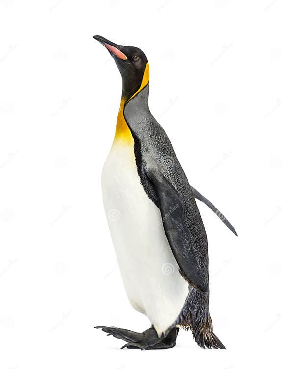 Side View of a King Penguin Walking, Isolated Stock Photo - Image of ...