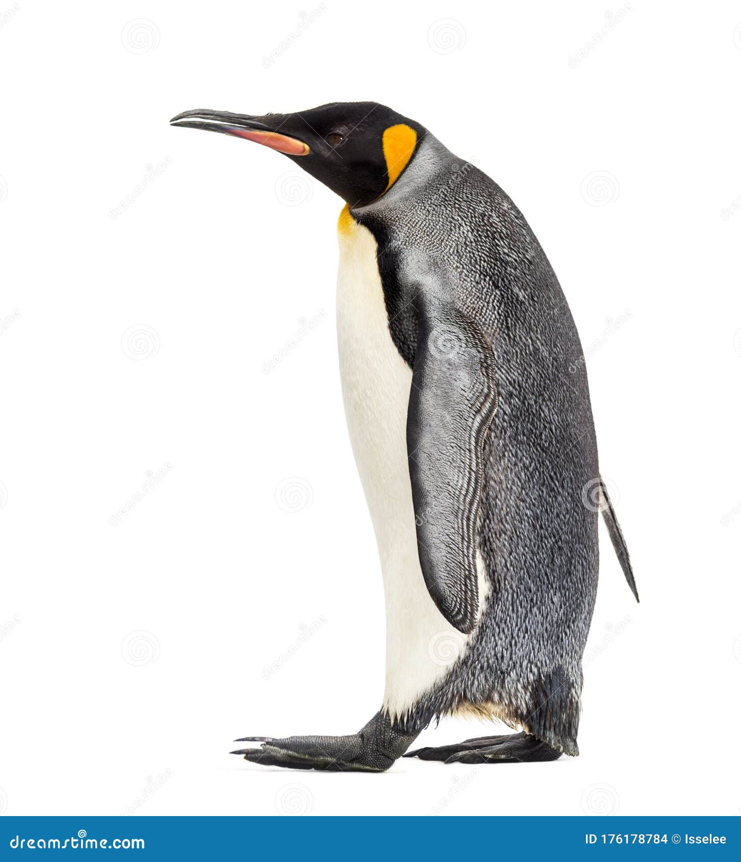 Side View of a King Penguin Walking, Isolated Stock Photo - Image of ...