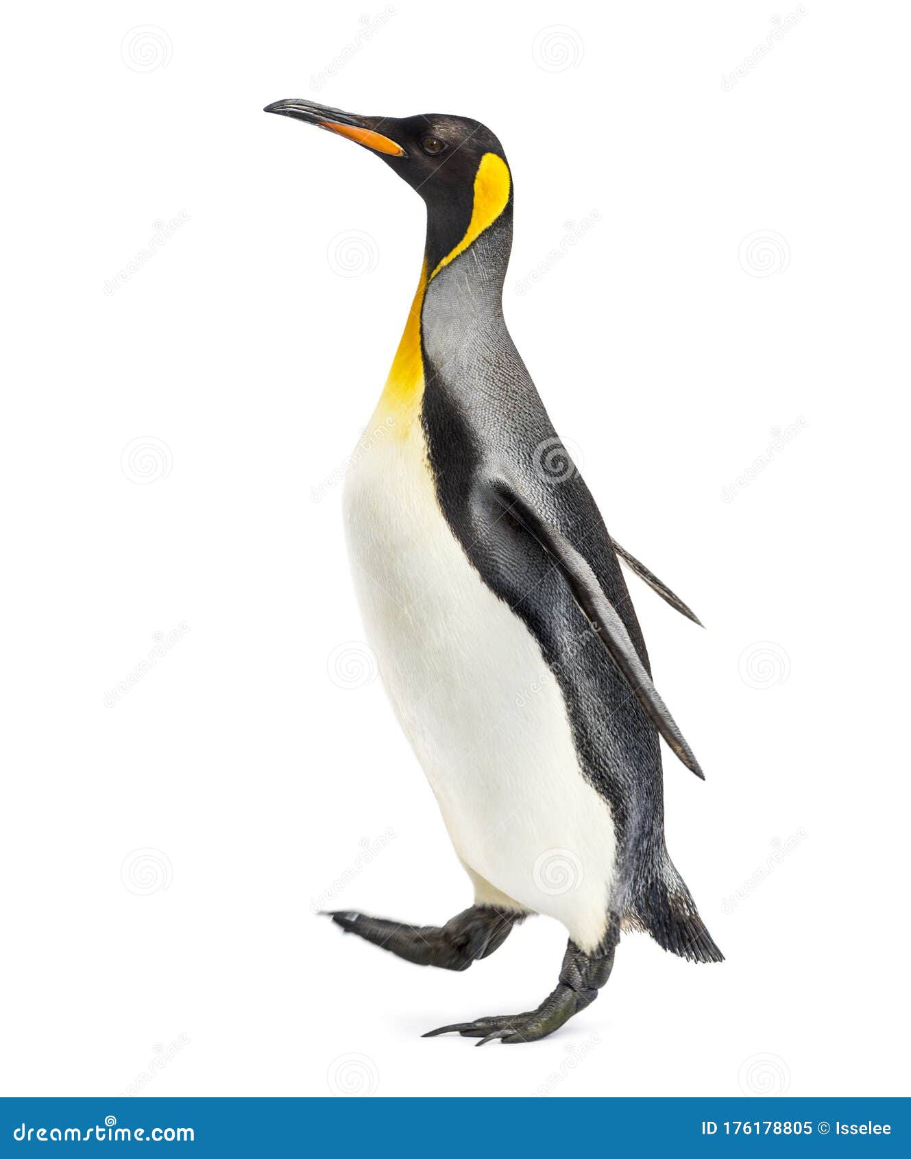 Side View of a King Penguin Walking, Isolated Stock Image - Image of ...