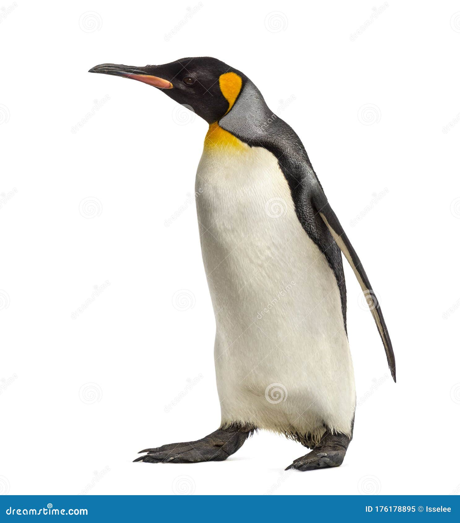 Side View of a King Penguin Walking, Isolated Stock Image - Image of ...