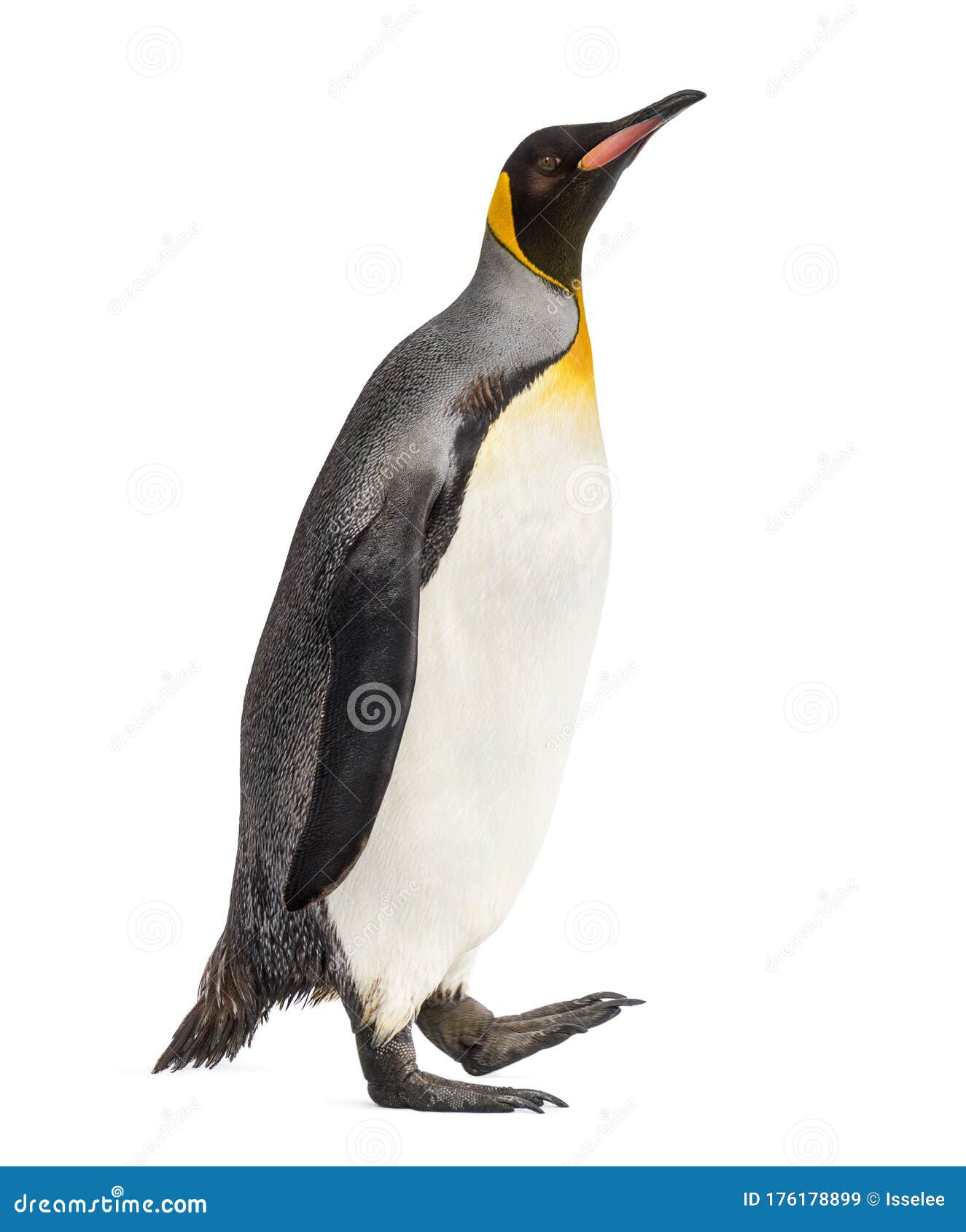 Side View of a King Penguin Walking, Isolated Stock Image - Image of ...