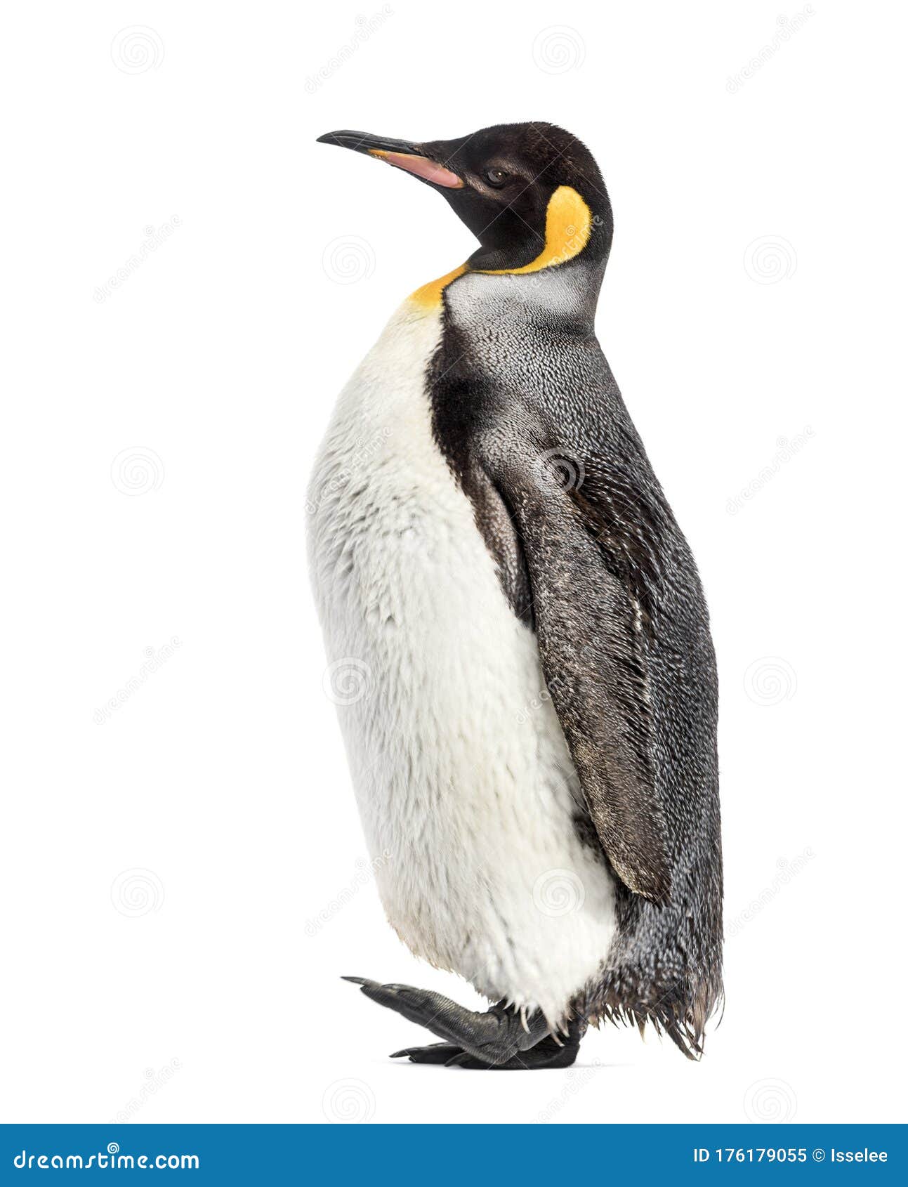 Side View of a King Penguin Walking, Isolated Stock Image - Image of ...
